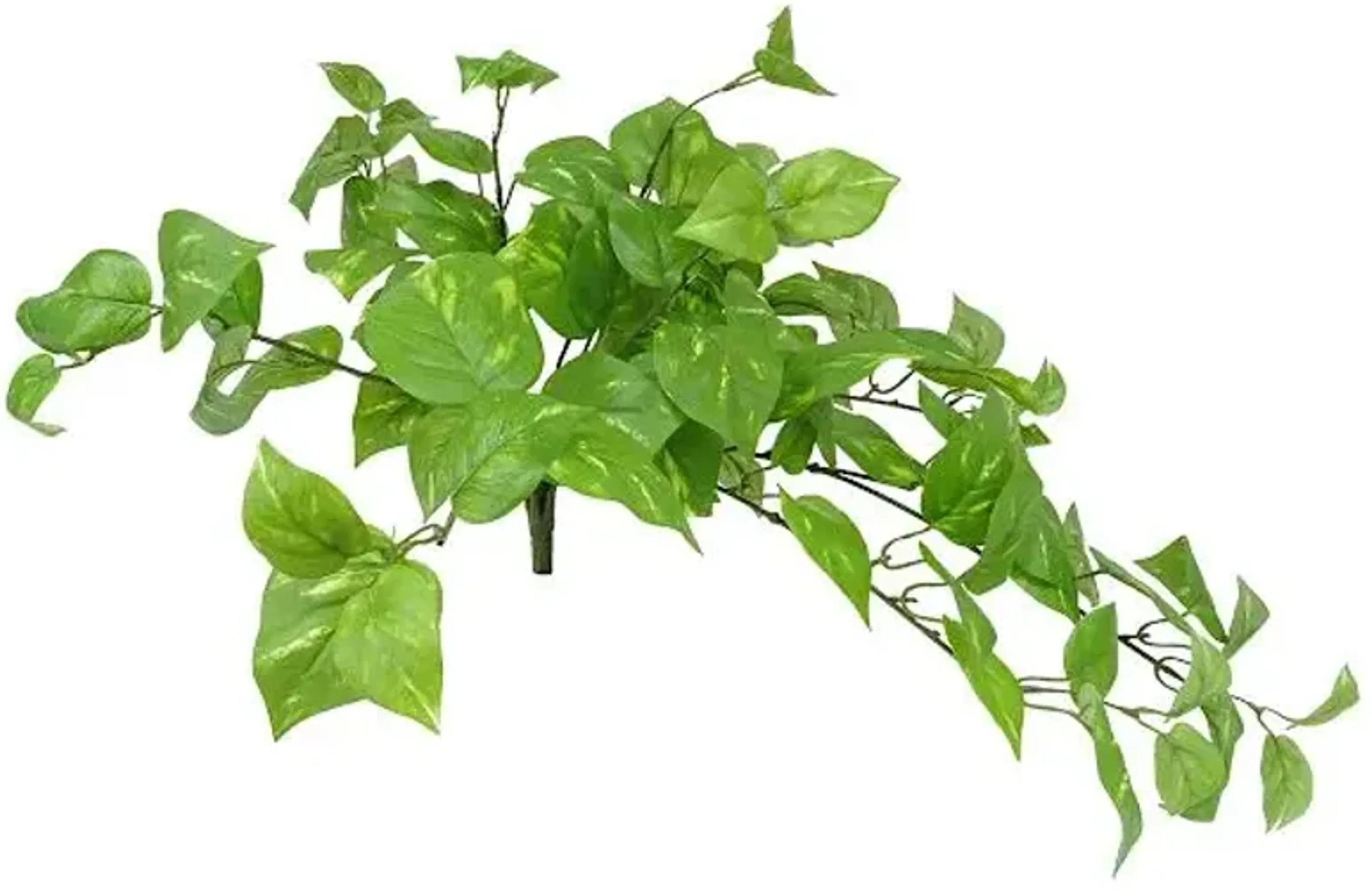 Pothos Hanging Bush 26 At Home | Furniture.com