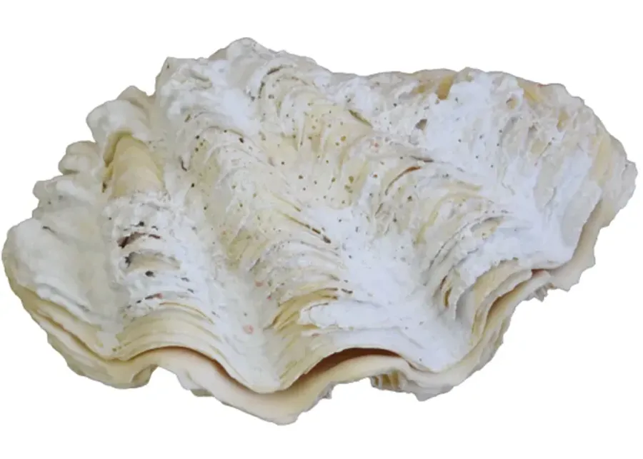 Nautical Coastal Full Complete Clamshell - White by One Kings Lane ...